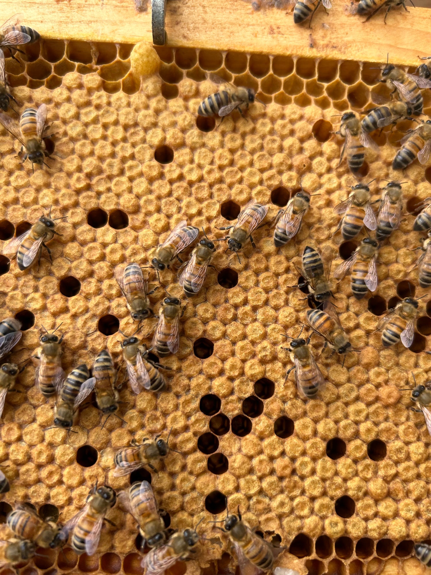 Healthy Hive – Loch Ross Farms